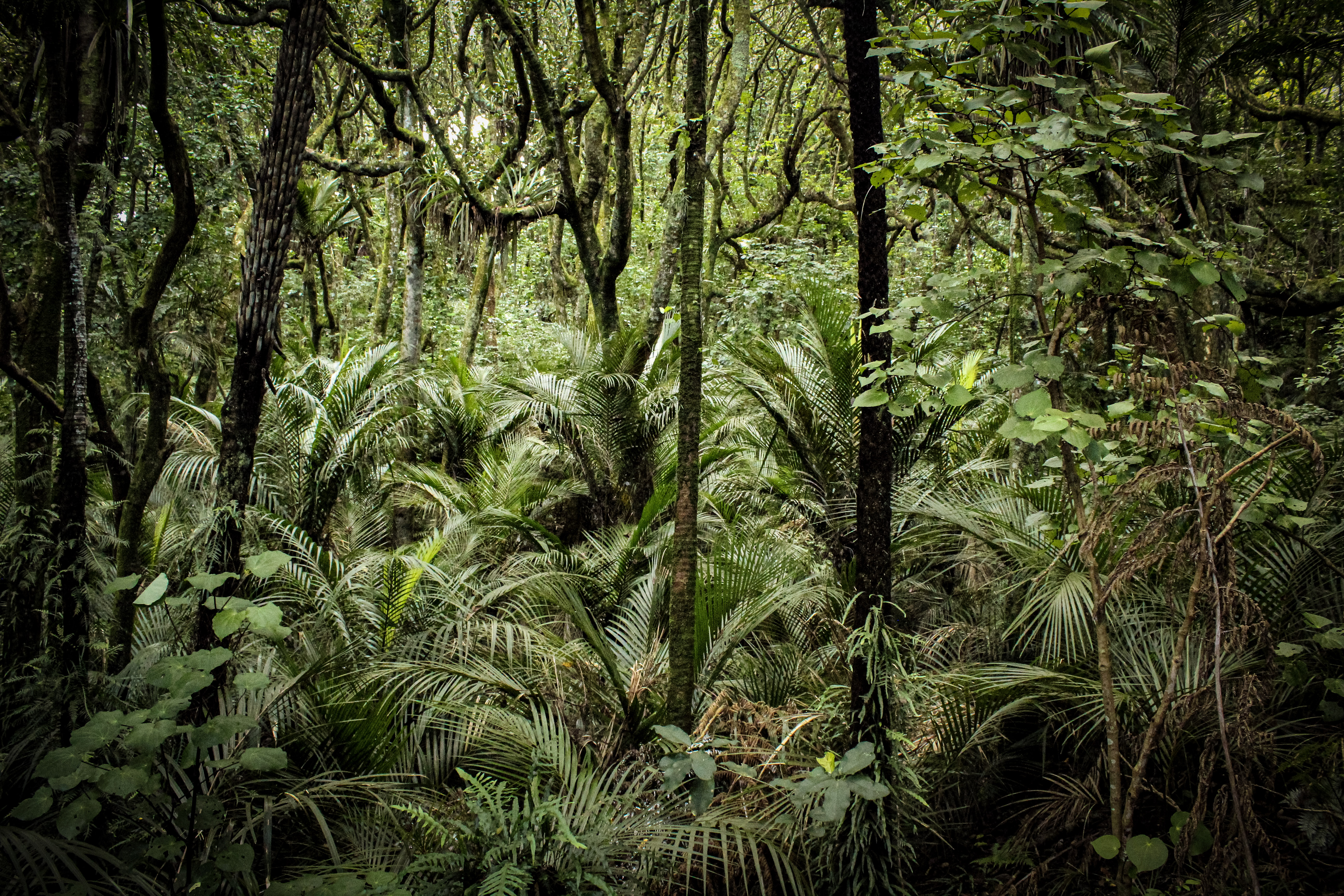 Kohimarama Forest Photography Walk - Auckland Climate Festival